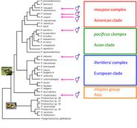 Pristionchus – Biology, Taxonomy and Phylogeny